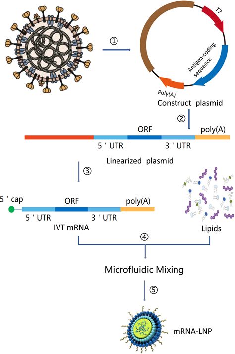 Mrna Molecular Structure