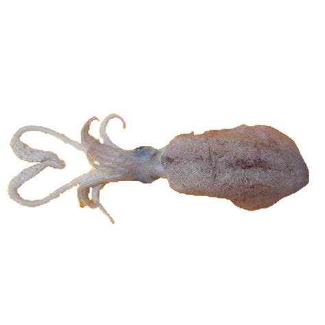 Cuttlefish
