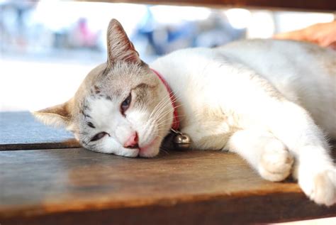 Cat Seizure A Step By Step Guide