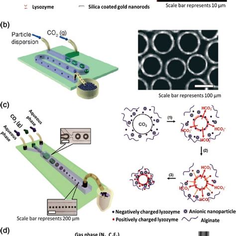 A Microfluidic Chip Used To Generate C4f10‐filled Hybrid Download Scientific Diagram