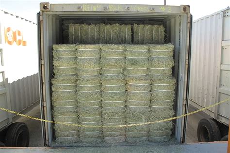 Fresh Alfalfalucerne Hay In Bales And Pellets Available Buy Fresh