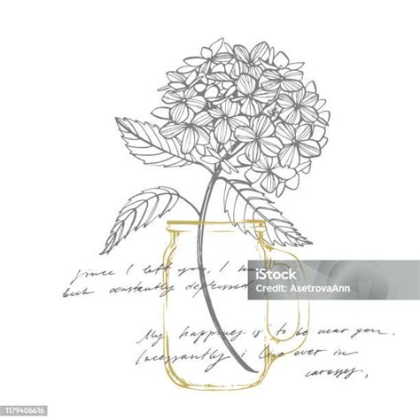 빈티지 스타일의 수국 그래픽 일러스트레이션 흰색 배경에 선 아트로 꽃 그리기 및 스케치 식물 그림입니다 필기 추상 텍스트 꽃 식물에 대한 스톡 벡터 아트 및 기타 이미지