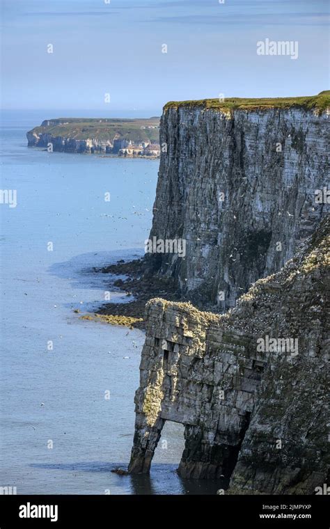 The Amazing 400ft Sea Cliffs At Bempton On The Yorkshire Coast These