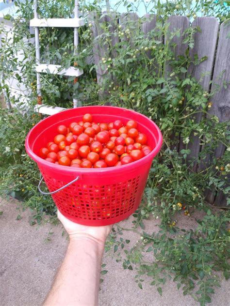 Cherry Tomatoes Coming In By The Bucket Full Album On Imgur