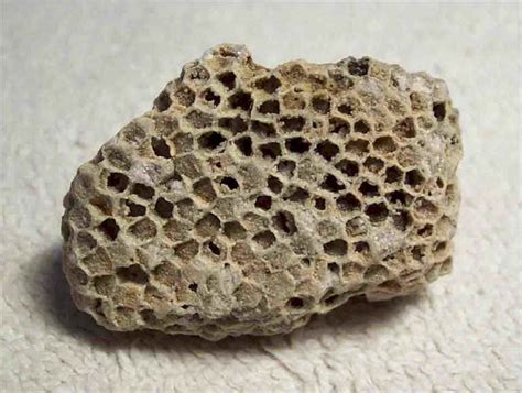 Coral Fossils