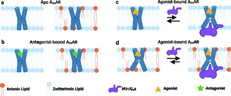 Visualization Of The Role Of Anionic Lipids In Complex Formation Of A