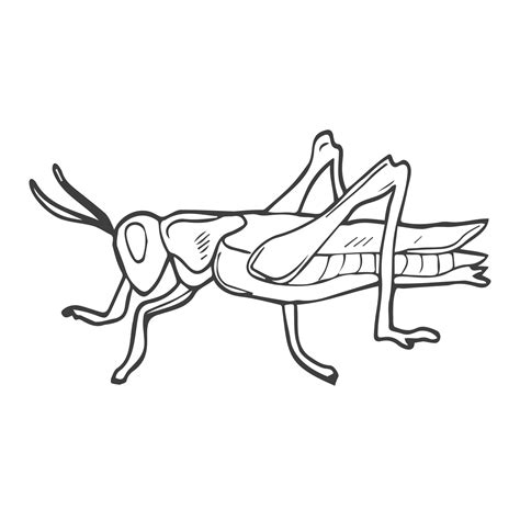 Grasshopper Drawing