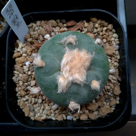 [matplotlib] 42 画像を任意の形に切り取る方法 サボテンパイソン