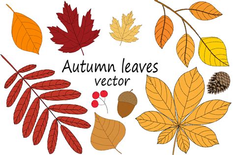 Autumn Leaves Vector Illustration Graphic By Shishkovaiv · Creative Fabrica