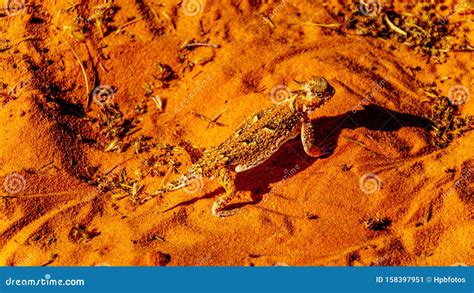 Desert Horned Lizard Or Toad Walking On The Red Desert Sand Stock Image