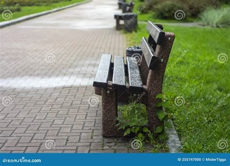 Wooden Bench In The City Park Garden Bench In Park With Trees Stock
