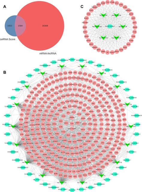 Frontiers Integrated Analysis Of The Lncrna Mirna Mrna Network Based