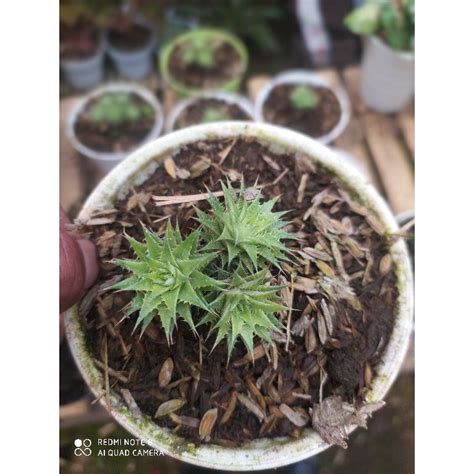 Jual Rumput Abro Isi 3 Shopee Indonesia