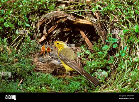 Western Yellow Wagtail Motacilla Flava Meadow Wagtail Yellow Wagtail Wagtails Songbirds