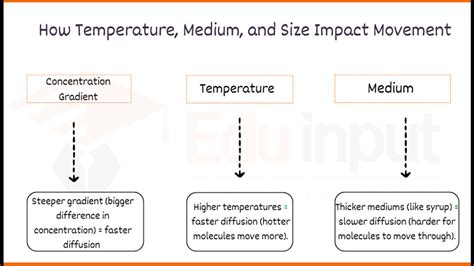 Diffusion Rates How Temperature Medium And Size Impact Movement