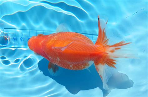 Yahooオークション ぎんとと工房gintototofish ショート テール明