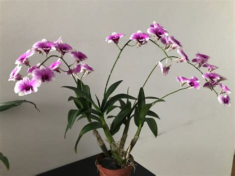 Dendrobium Orchid Furniture And Home Living Gardening Plants And Seeds