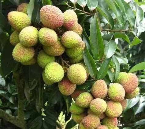 荔枝种子怎么种植？（从选种到收获，全面详解荔枝种子的种植过程。） 养花知识 繁趣花卉网