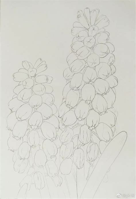 风信子画 风信子手绘 大山谷图库