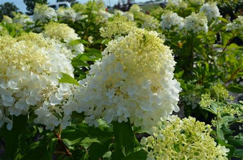 Hydrangea Paniculata Magical® Ruby Snow