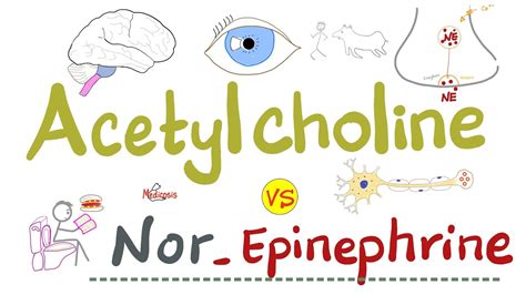 Acetylcholine A Ch Vs Nor Epinephrine Nor Epi Pans Vs Sans