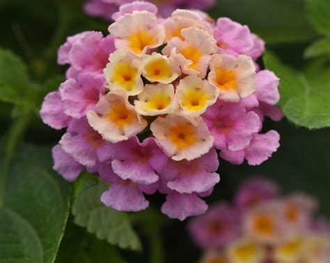 12 Trailing Lantana Colors A Comprehensive Gallery Of Trailing Lantana