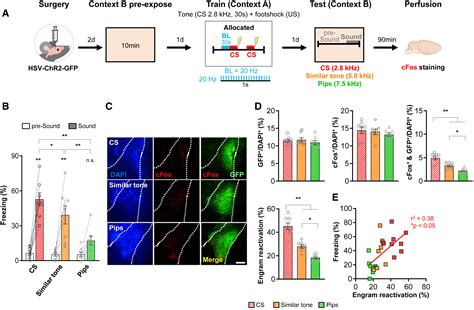 Examining The Engram Encoding Specificity Hypothesis In Mice Neuron
