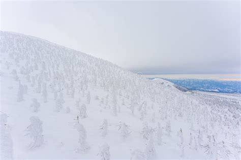 Snow Monsters Of Zao Winter Yamagata Japan Stock Photo Image Of