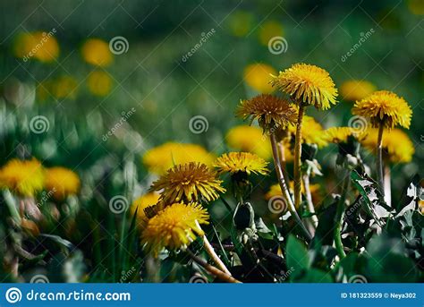 Dandelions In The Grass Springtime Flowers Stock Image Image Of