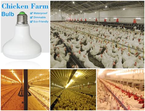 Chicken Farm Led Lighting Bulb Poultry Lamp Bulbs Led From Hontech Wins