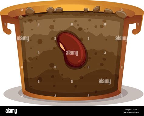 Germination Des Graines Banque Dimages Vectorielles Alamy