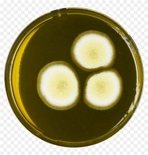 Aspergillus Striatulus Meaox Circle Hd Png Download 2926x2926