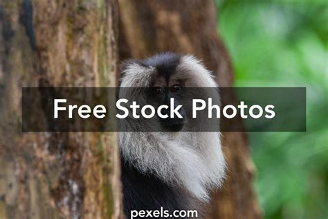 Coconat Tree Wallpaper Photos Download The Best Free Coconat Tree