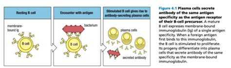 Kaarten Parham Hoofdstuk 4 Antibody Structure And The Generation Of B