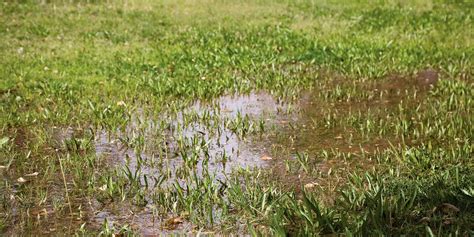 Signs Of Overwatering Zoysia Grass At Brodie Eldershaw Blog