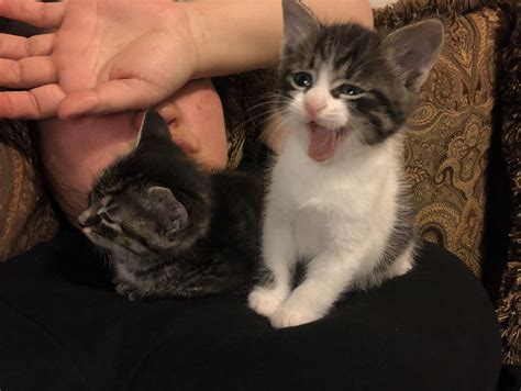 My Boobs Are Not A Bed Rcats