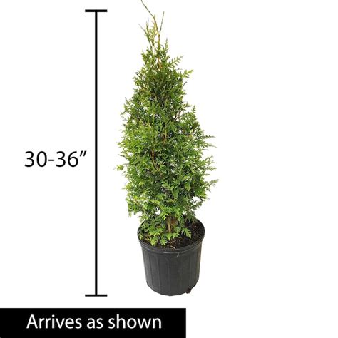 Spring Hill Nurseries Green Giant Arborvitae Screening Shrub In 1 Pack