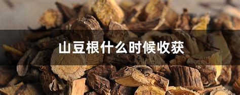 山豆根什么时候收获 如意谷