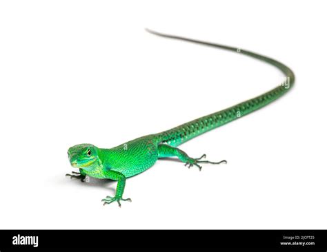 Green Keel Bellied Lizard Gastropholis Prasina Isolated On White