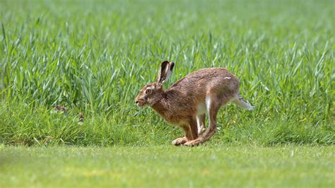 Jetzt aber schnell... Foto & Bild | natur, tiere, wildlife Bilder auf ...