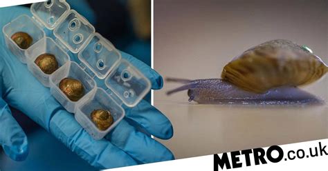 Thousands Of Snails From A Species Thought To Be Extinct Have Been
