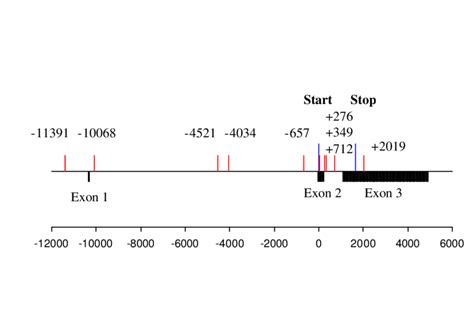 Adiponectin Gene Structure And Single Nucleotide Polymorphisms Snps Download Scientific Diagram