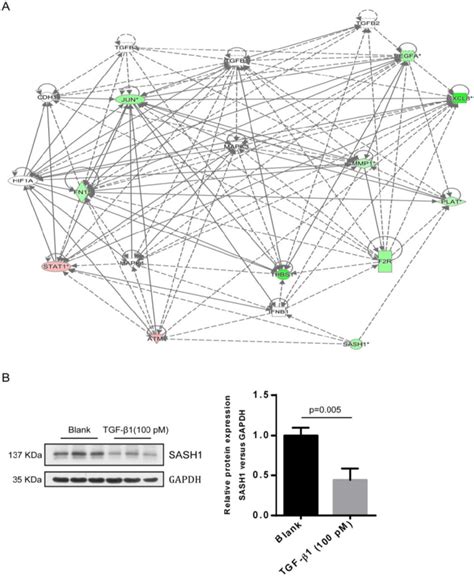 A Interaction Between Sash1 And Tgf β1 Signaling Were Identified By Download Scientific Diagram