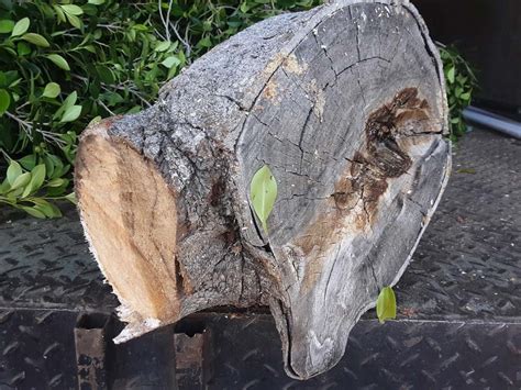 Pruning And Trimming To Maintain The Health Of A Ficus Nitida New Height Tree