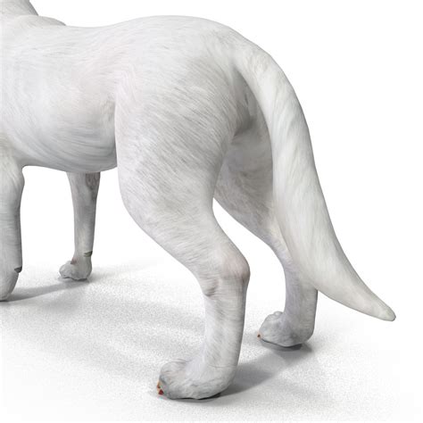 화이트 셰퍼드 개 조작 3d 모델 149 Max Free3d