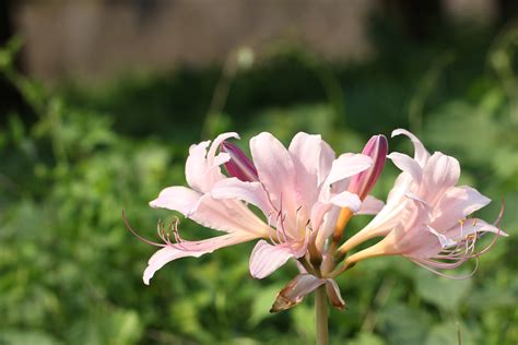 ナツズイセン 夏水仙 お花の写真集