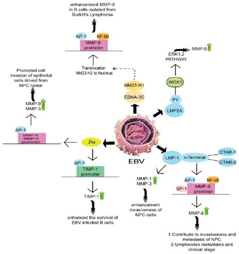 Schematic Model Of Deregulation Of Mmps By Ebv Virus Download