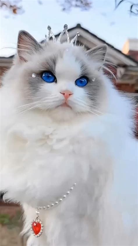 Cute Cat Princess