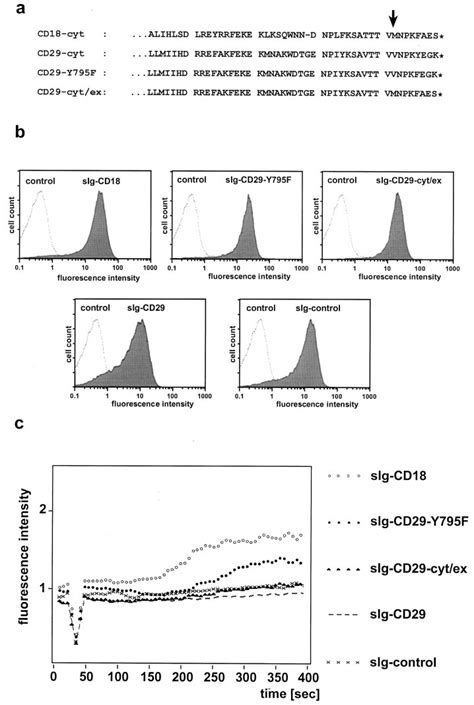 substitution of the c terminal tyrosine residue 795 with phenylalanine