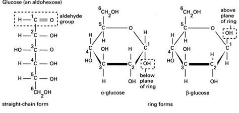 Biologybuddy13 Glucose For Grade 12